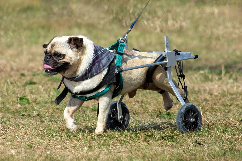 A Vet's Guide to Disc Disease, IVDD and Slipped Disc in Dogs - Pawable